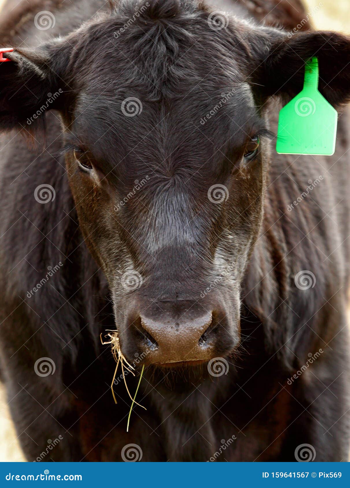 Vaca Negra De Angus En El Campo Imagen de archivo - Imagen de carne ...
