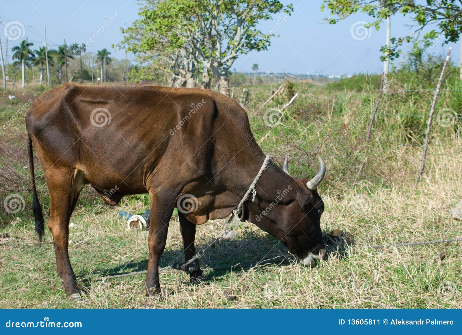 Vaca Negra Del Toro En Una Granja (i) Imagen de archivo - Imagen de ...