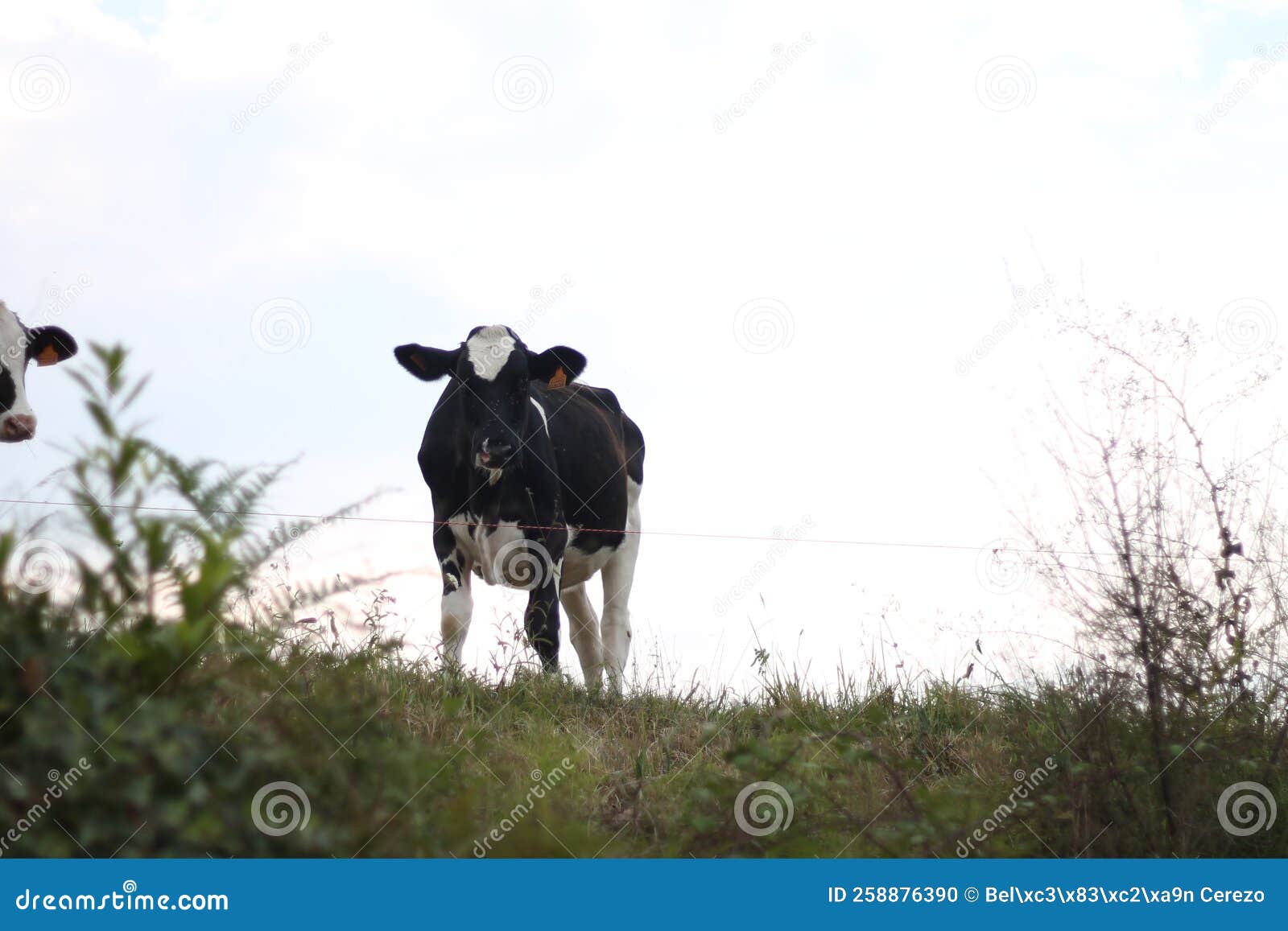 Vaca Negra E Branca Na Floresta Foto de Stock - Imagem de grande, égua ...