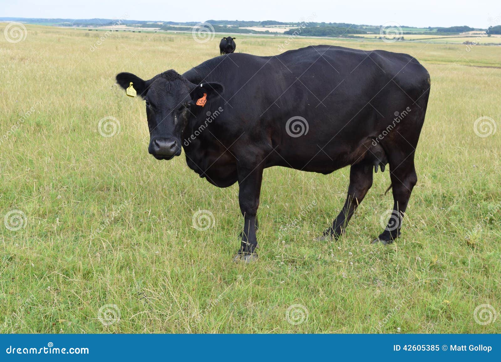 Vaca negra en campo imagen de archivo. Imagen de rural - 42605385