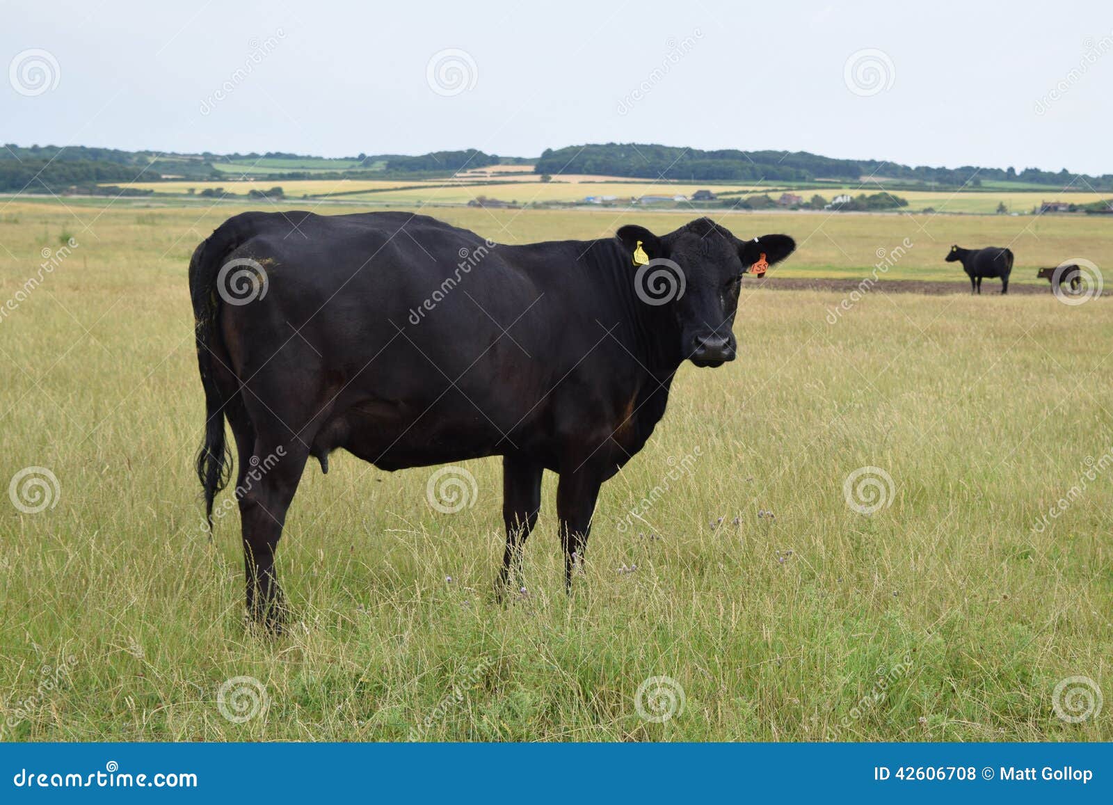 Vaca negra en campo foto de archivo. Imagen de carne - 42606708