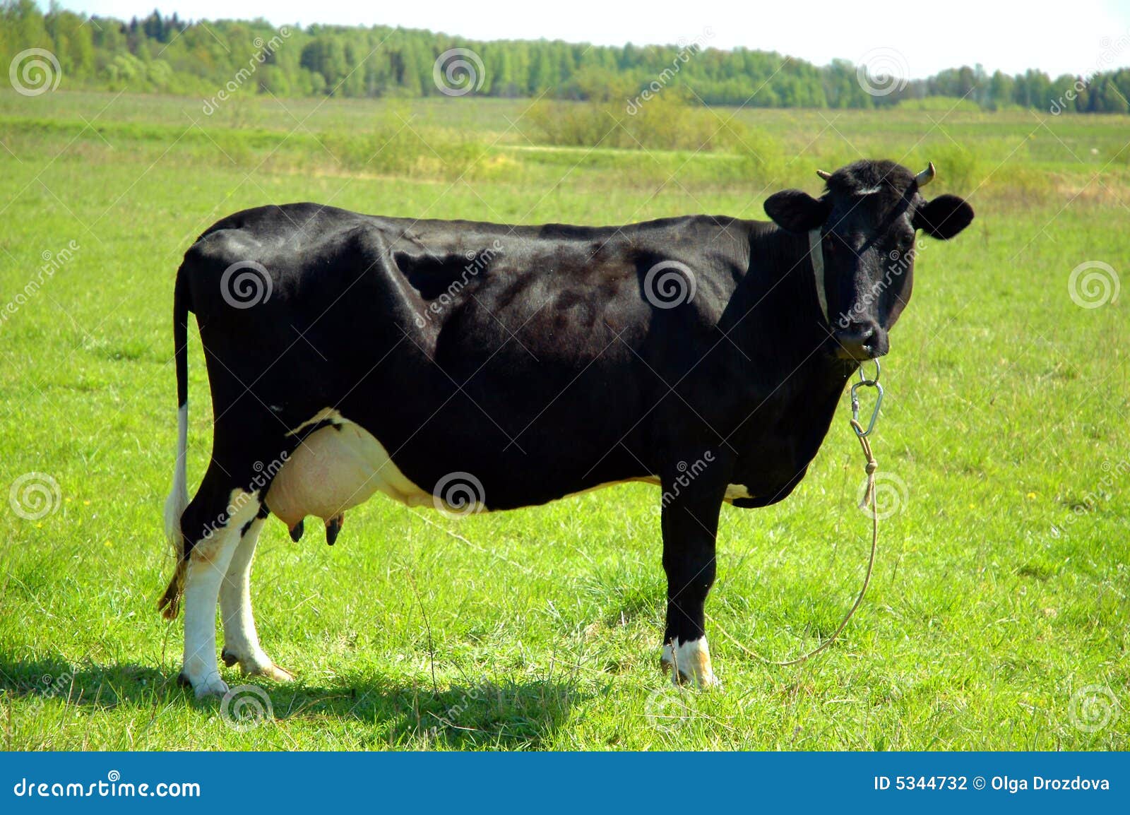 Vaca negra en campo verde foto de archivo. Imagen de campo - 5344732