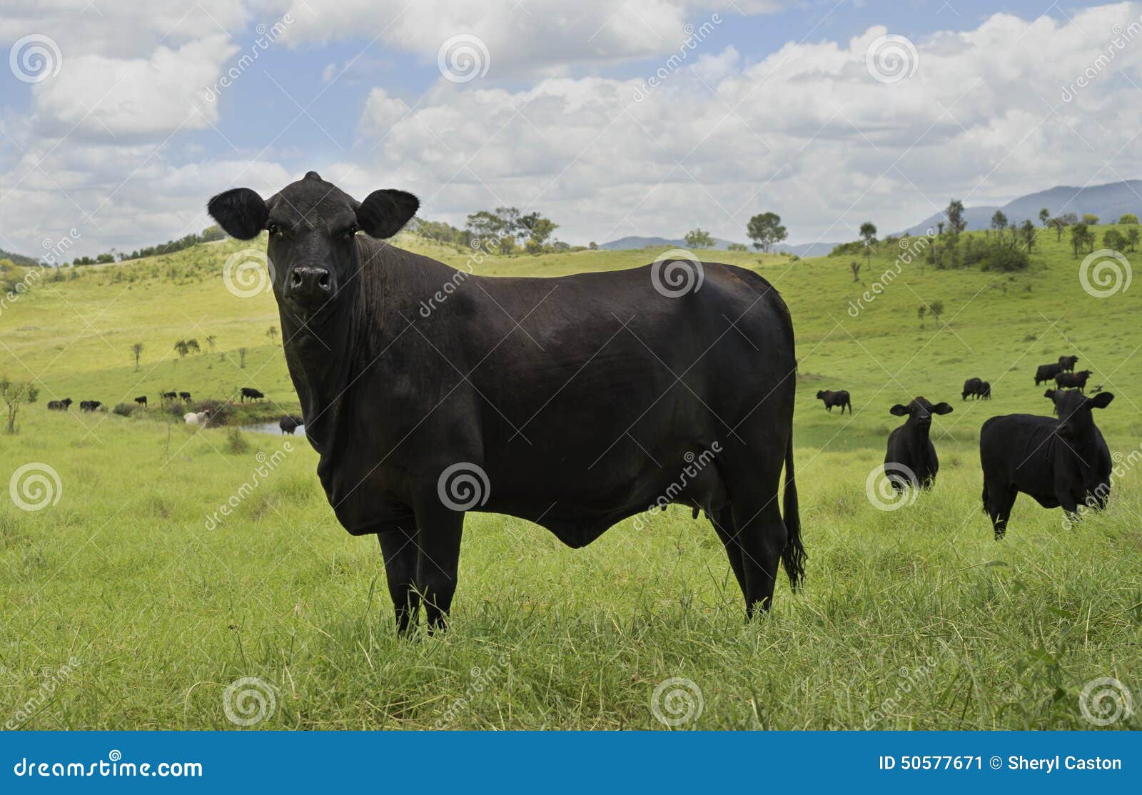 Vaca negra en pasto verde imagen de archivo. Imagen de queensland ...