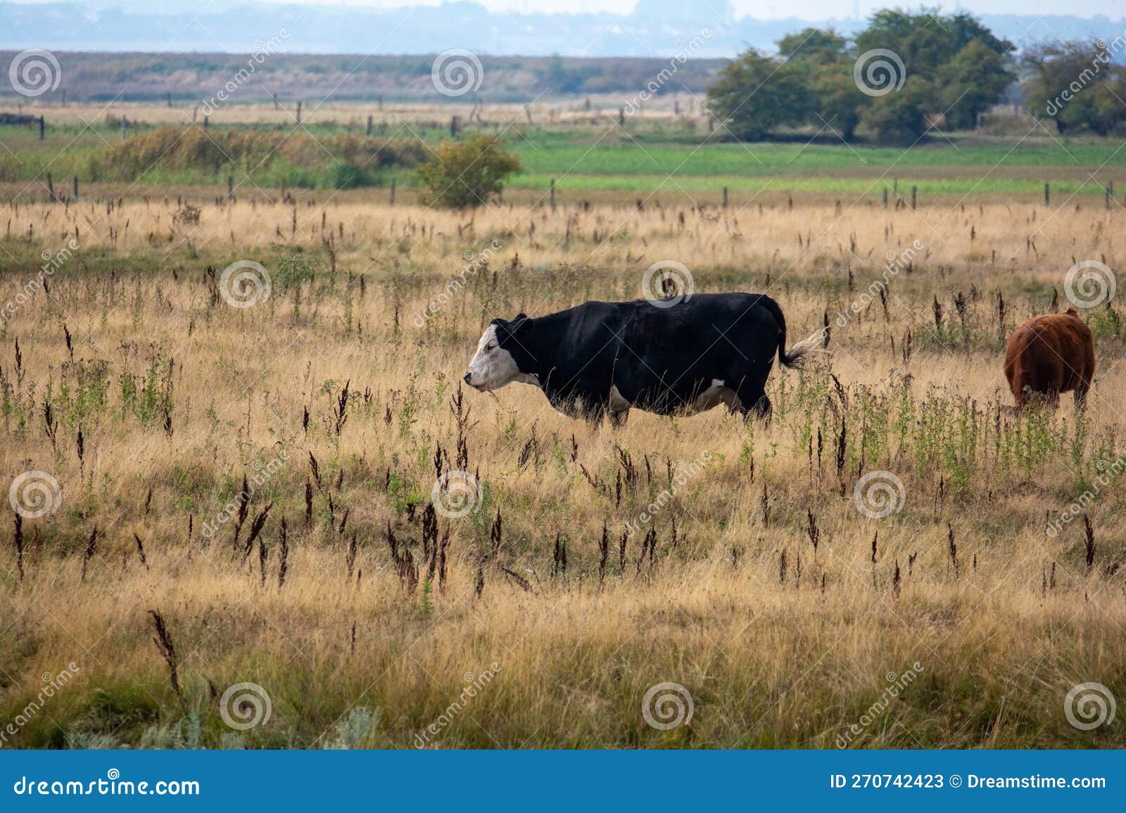 Vaca Negra En Un Gran Pasto Imagen de archivo - Imagen de coma, granja ...