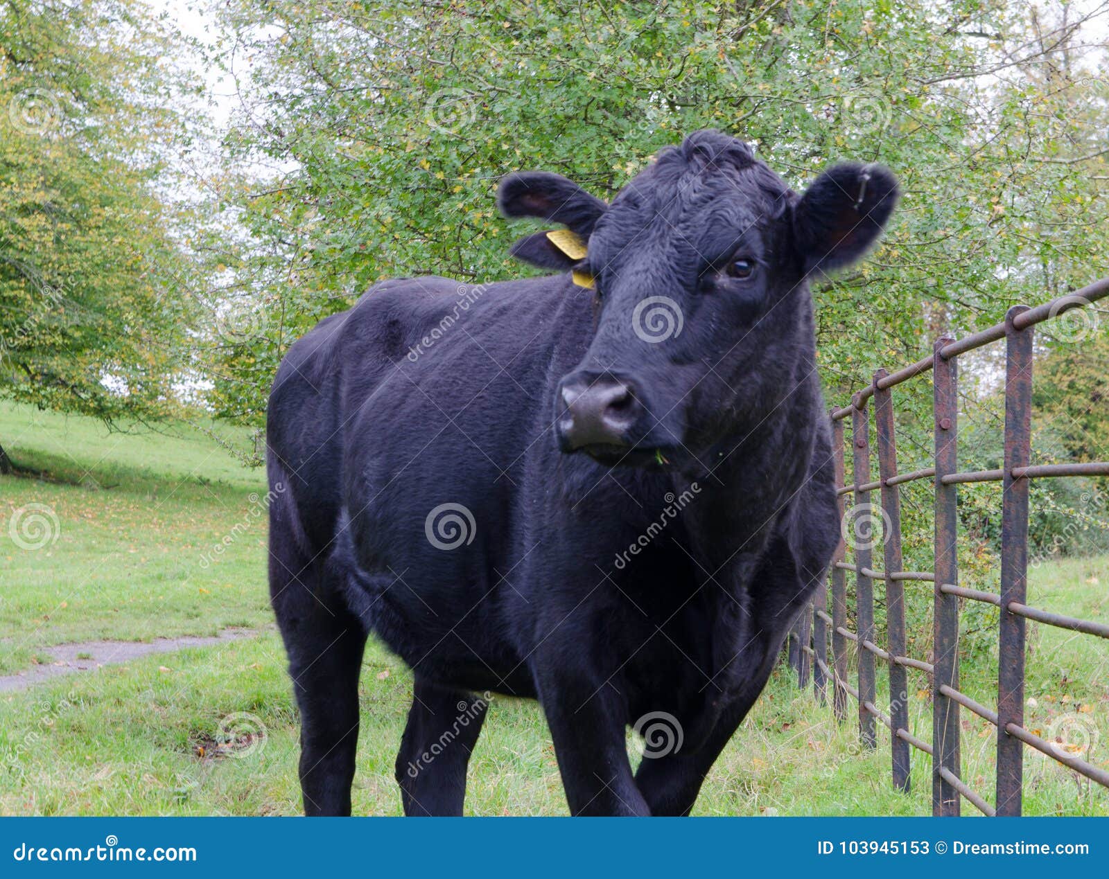 Vaca Negra Que Se Coloca De Una Manera Imponente Foto de archivo ...