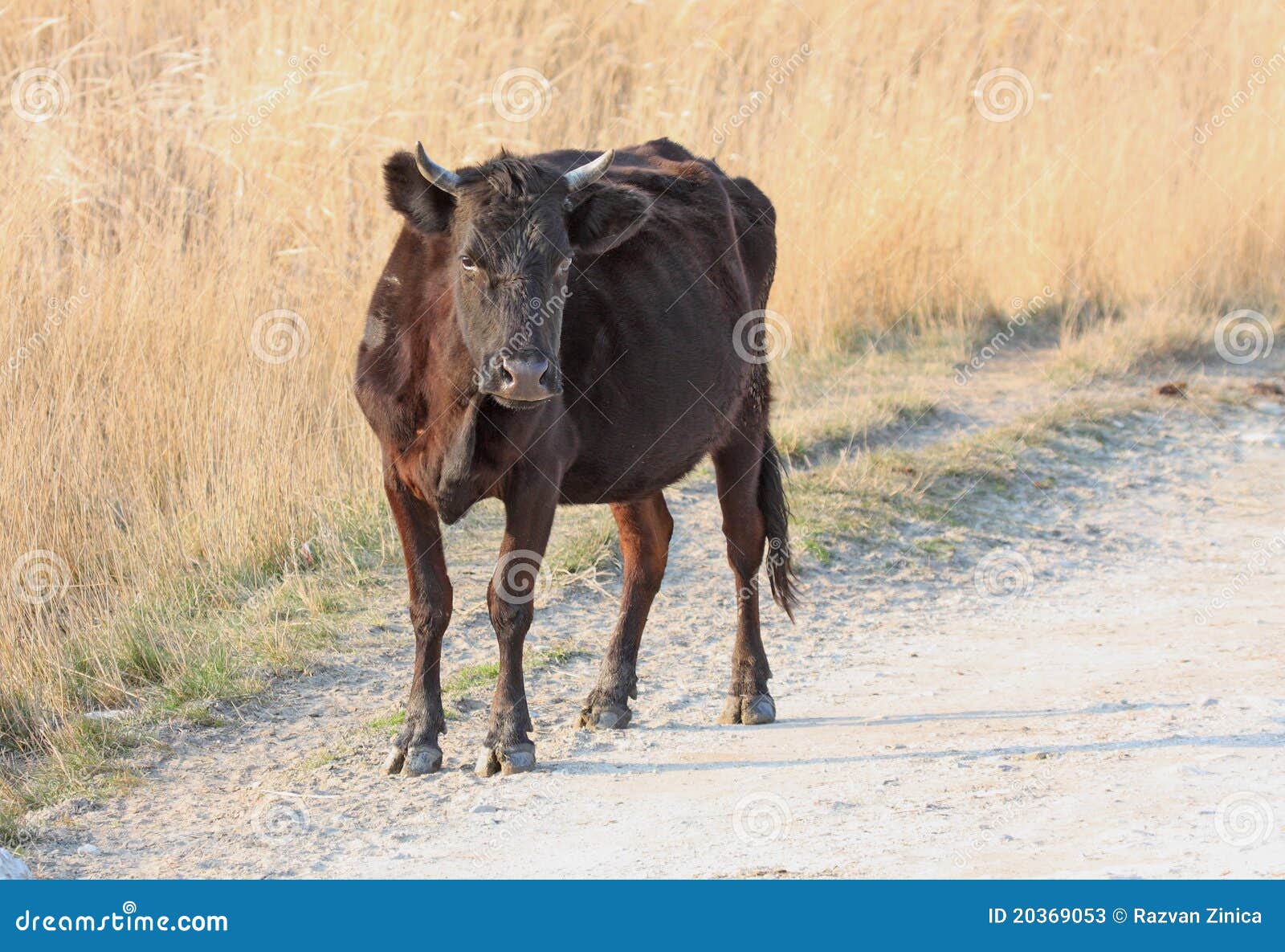 Vaca negra salvaje imagen de archivo. Imagen de paisaje - 20369053
