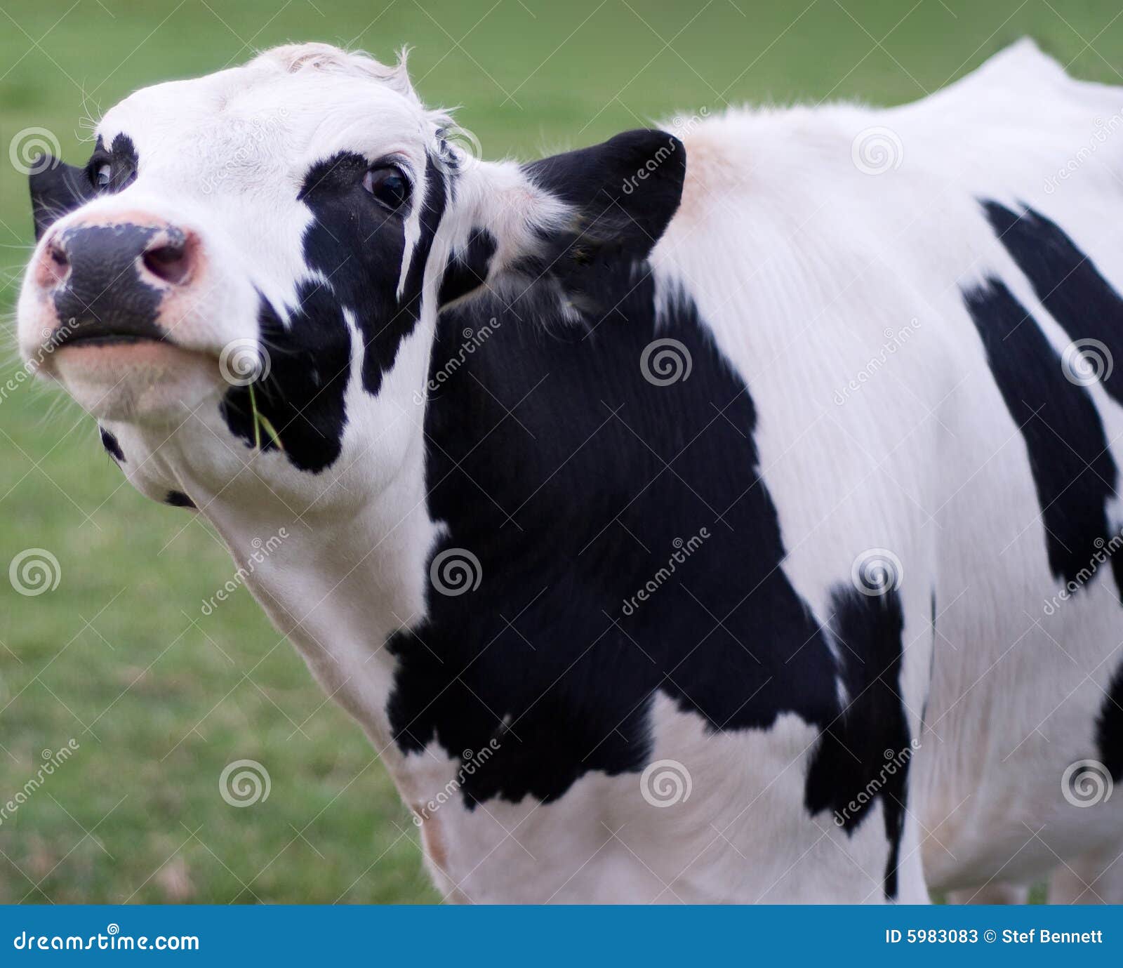 Vaca negra y blanca imagen de archivo. Imagen de granjero - 5983083