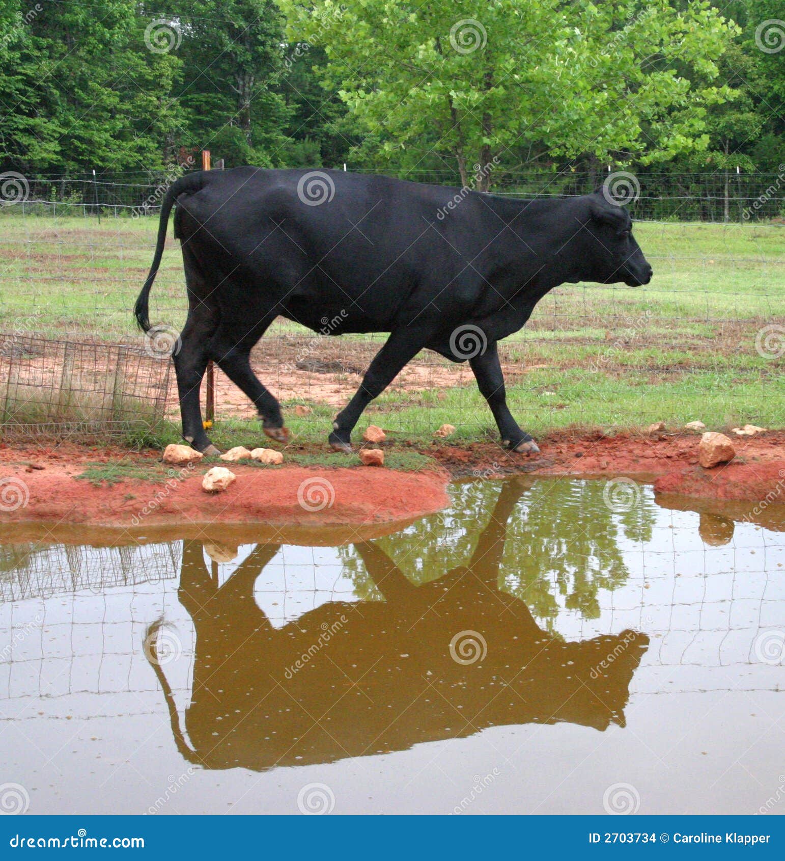 Vaca Negra Y Reflexión De Angus Foto de archivo - Imagen de campo ...