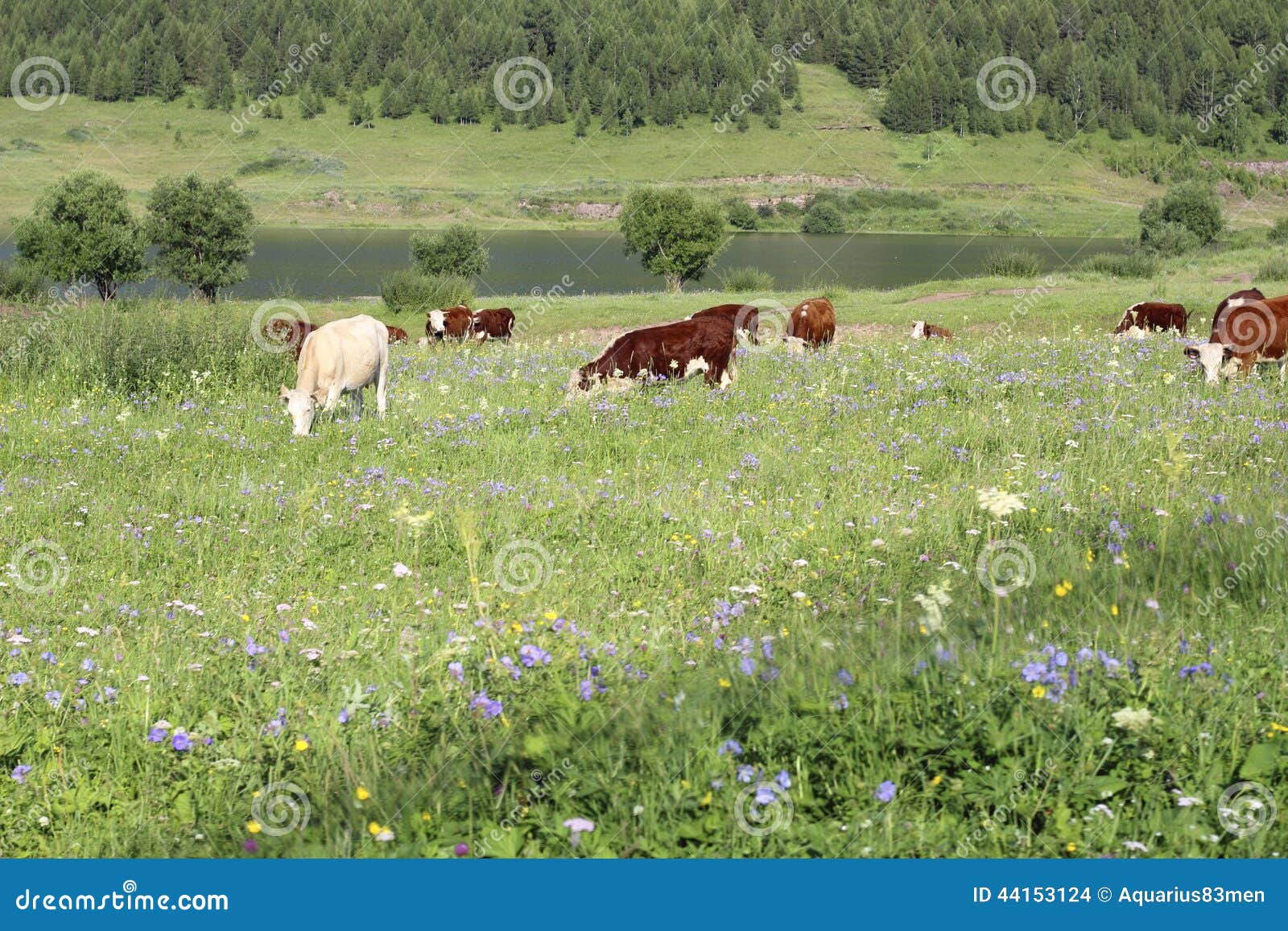 Vaca no campo foto de stock. Imagem de agricultura, cena - 44153124