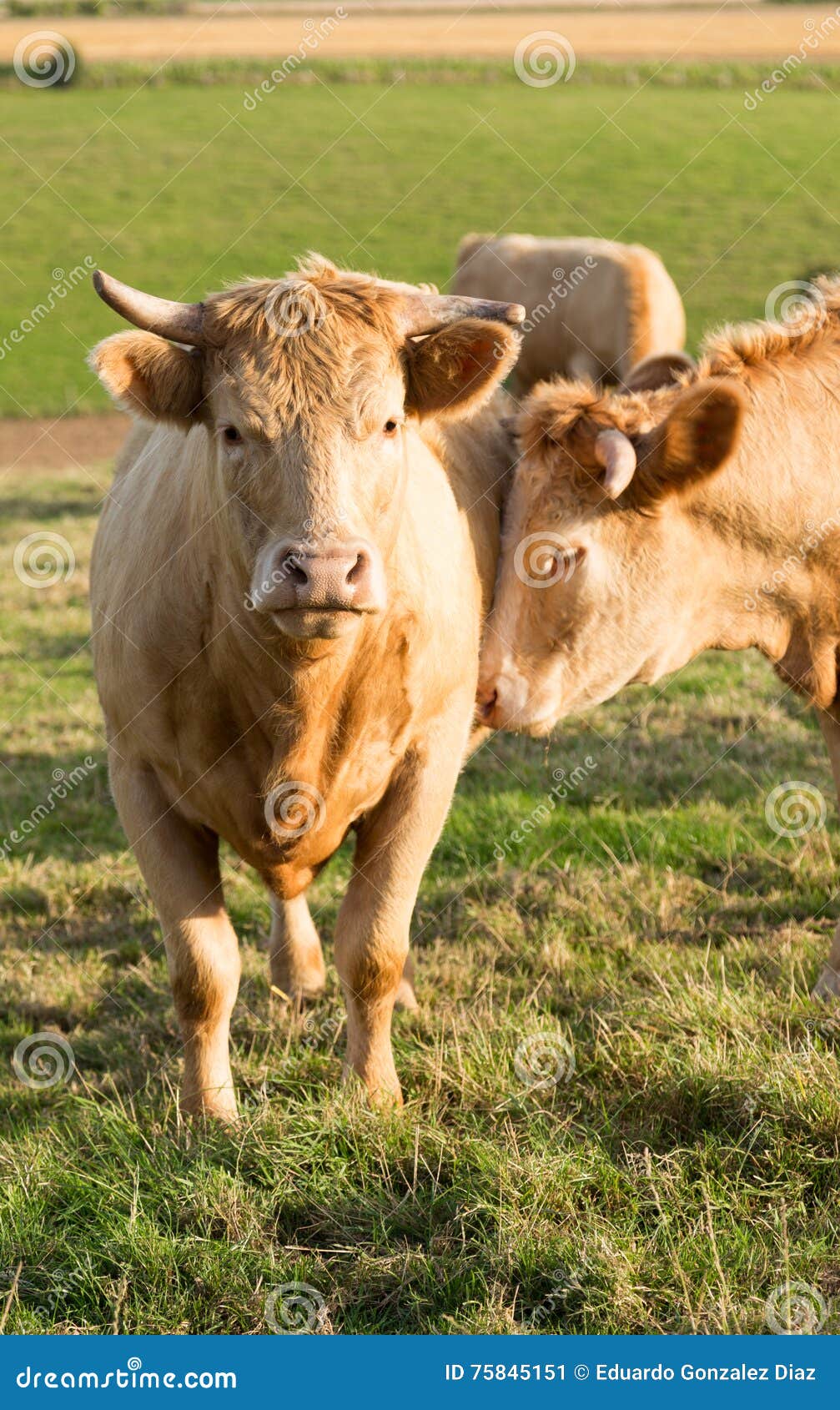 Vaca normanda en el campo imagen de archivo. Imagen de pasto - 75845151