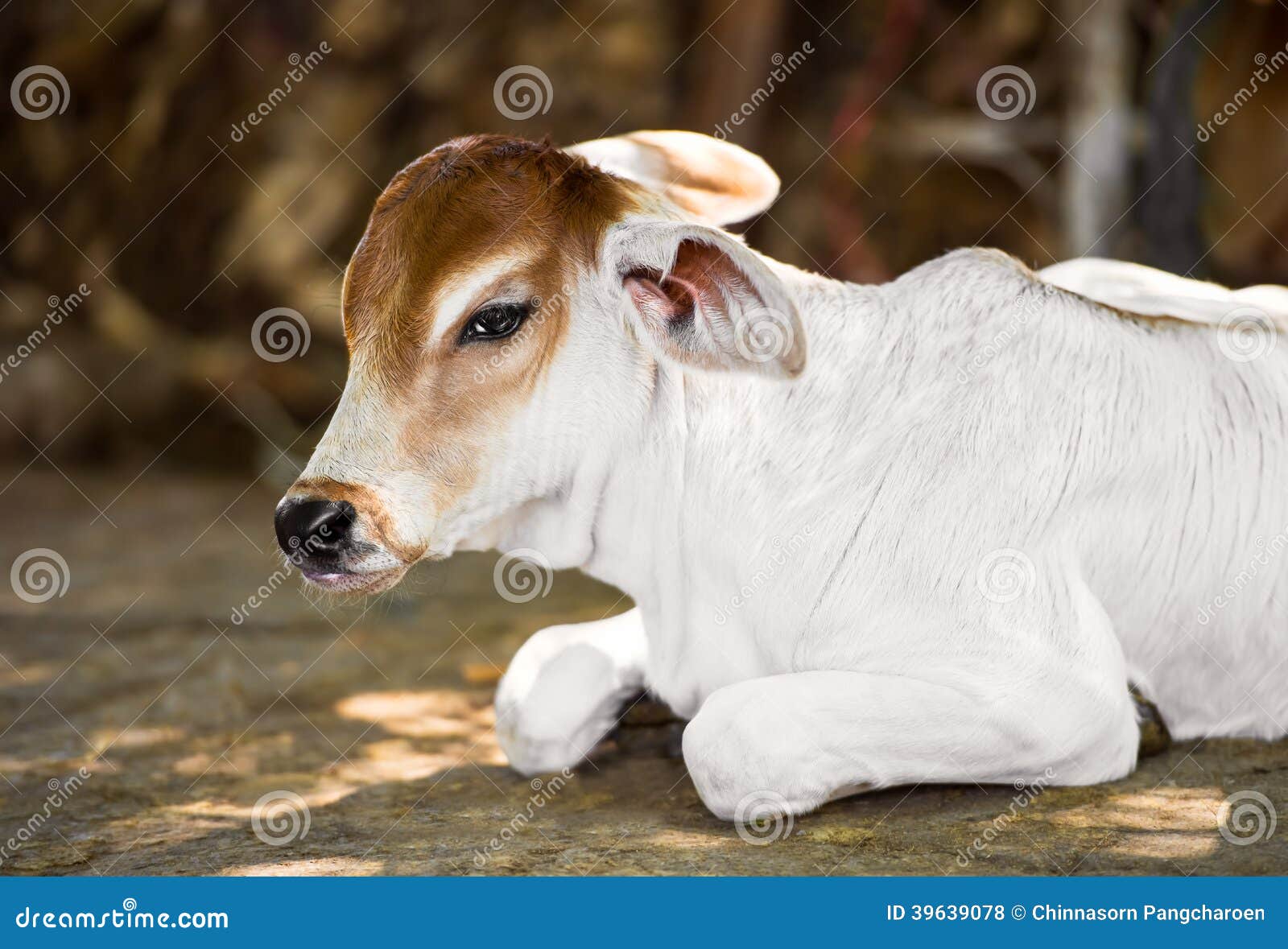 Vaca nova foto de stock. Imagem de ruminante, vertebrado - 39639078