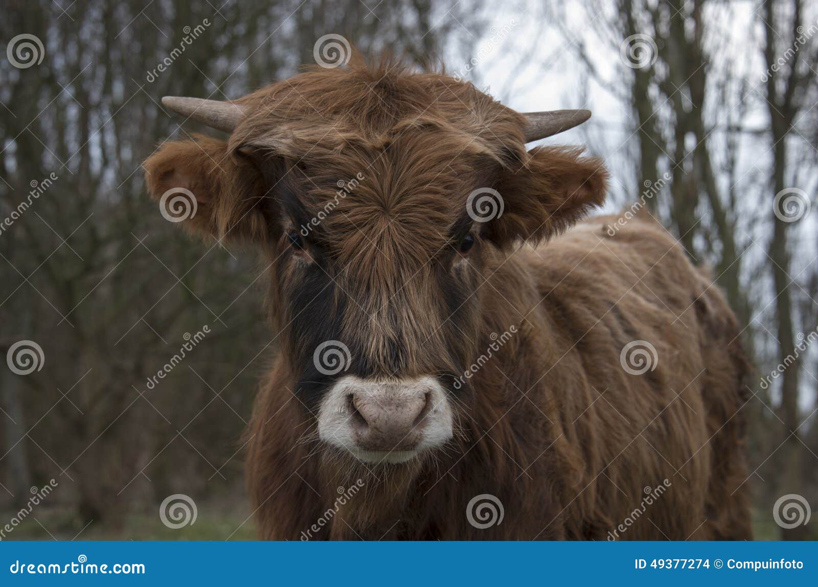 Vaca nova de Galloway foto de stock. Imagem de prado - 49377274