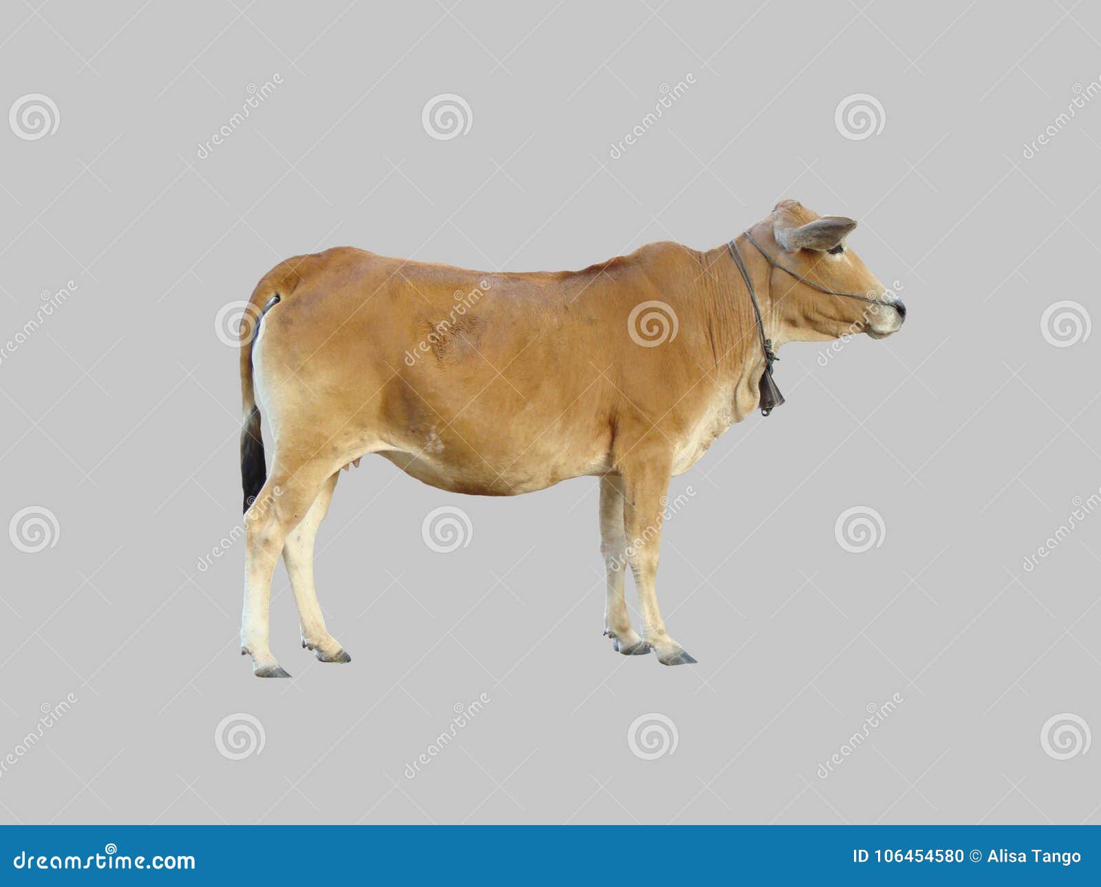 Vaca nova no perfil foto de stock. Imagem de fêmea, pasto - 106454580