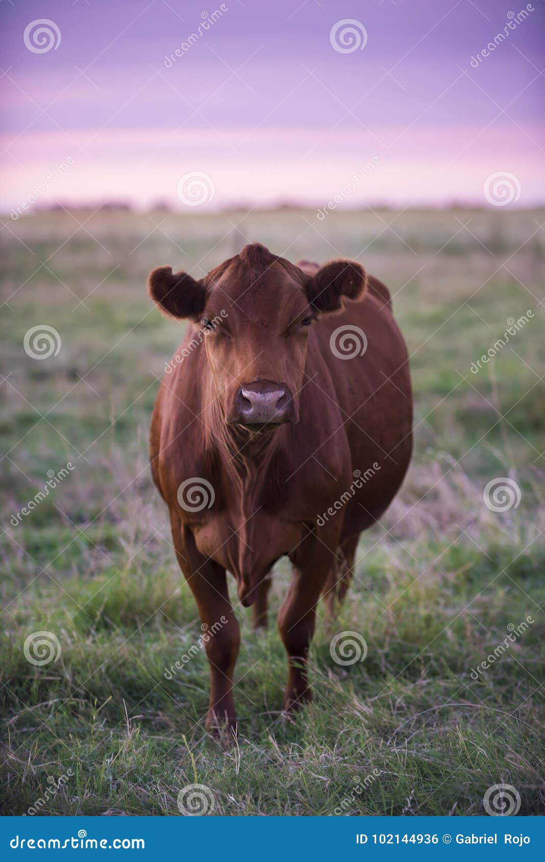 Vaca Paisagem das pampas, foto de stock. Imagem de vaca - 102144936