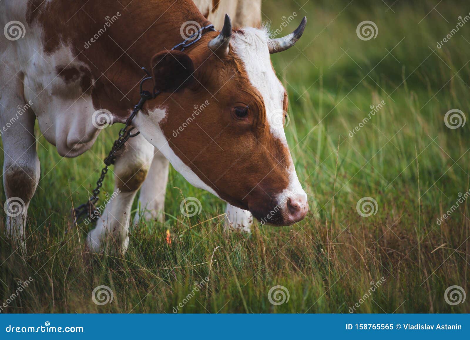 Vaca Pastando No Pasto De Primavera, Fechada Imagem de Stock - Imagem ...