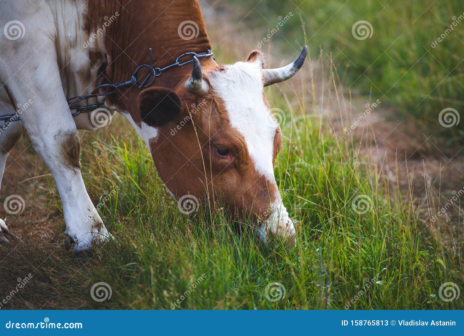 Vaca Pastando No Pasto De Primavera, Fechada Imagem de Stock - Imagem ...