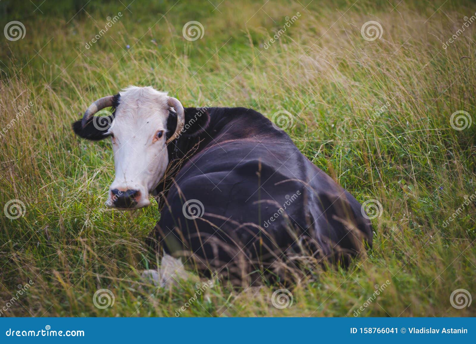 Vaca Pastando No Pasto De Primavera, Fechada Imagem de Stock - Imagem ...