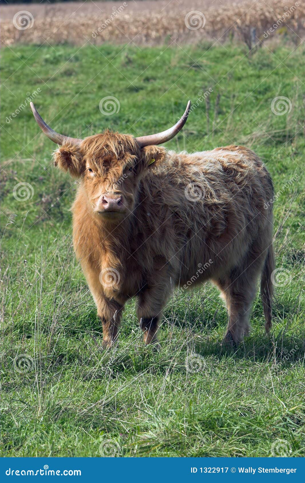 Vaca peluda imagen de archivo. Imagen de nariz, pelo, ojos - 1322917