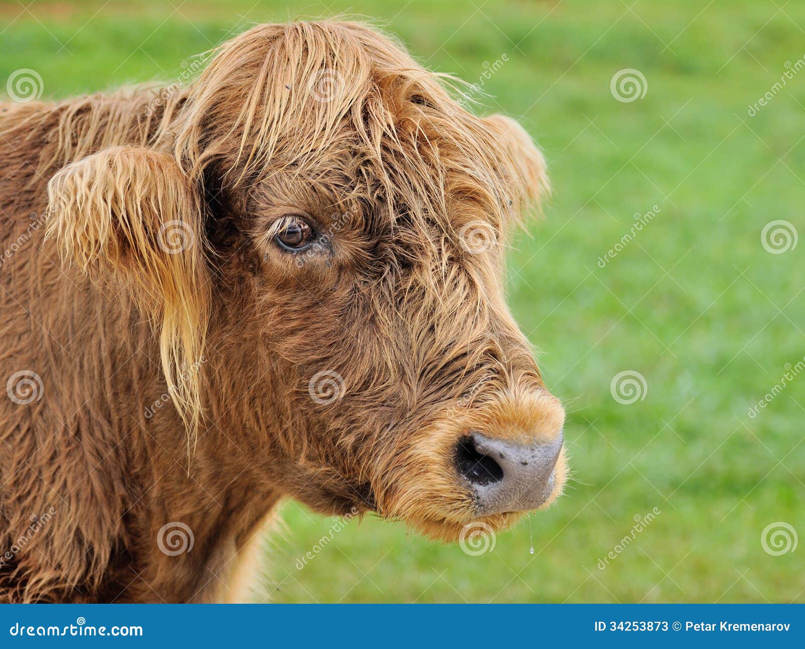 Vaca peludo imagem de stock. Imagem de onda, planalto - 34253873