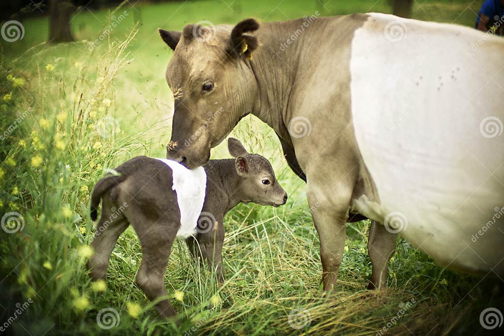 A vaca pequena imagem de stock. Imagem de adicionalmente - 134016741