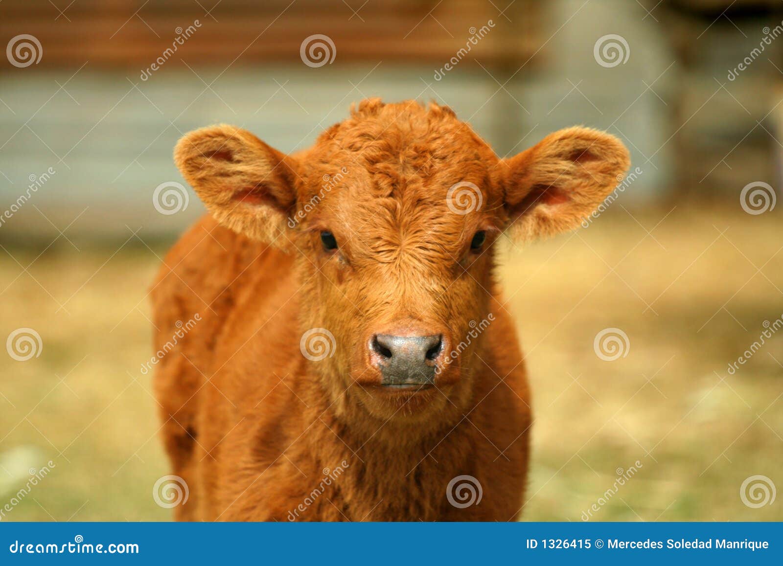 Vaca pequena II imagem de stock. Imagem de olho, charley - 1326415