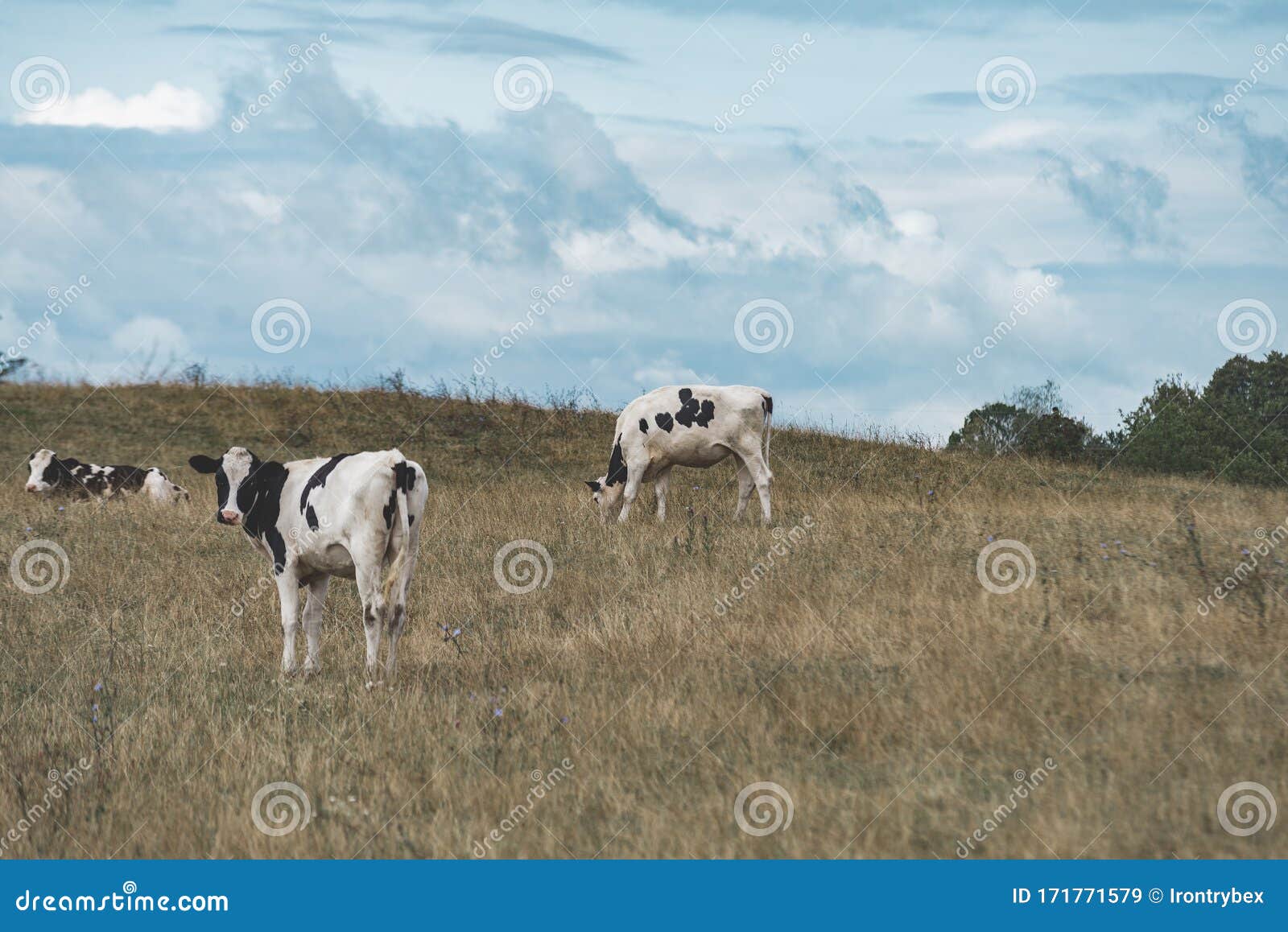 Vaca Polaca En El Campo En Masuria Mazury Imagen de archivo - Imagen de ...