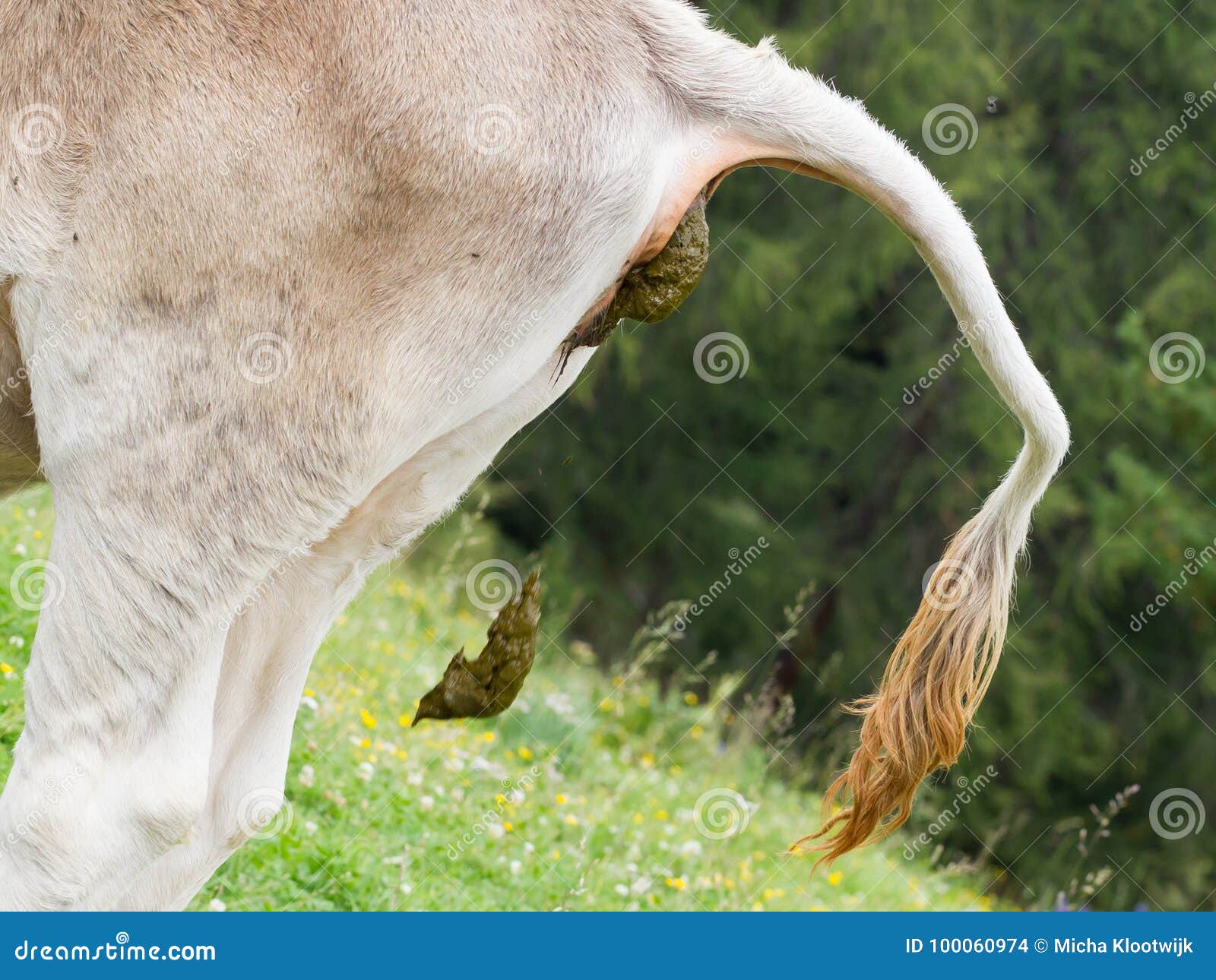 Vaca pooing en un campo foto de archivo. Imagen de heces - 100060974