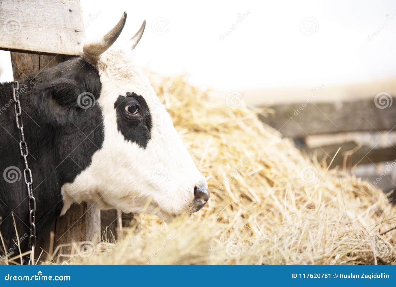 Vaca preta imagem de stock. Imagem de agricultura, animal - 117620781