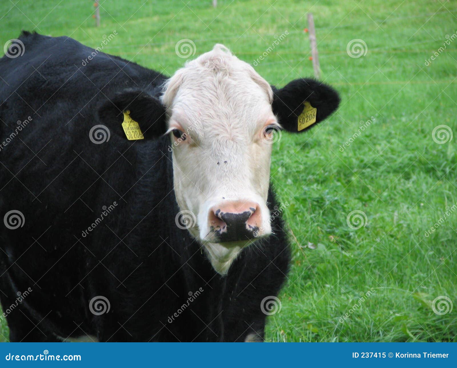 Vaca preta imagem de stock. Imagem de fazendeiro, prado - 237415