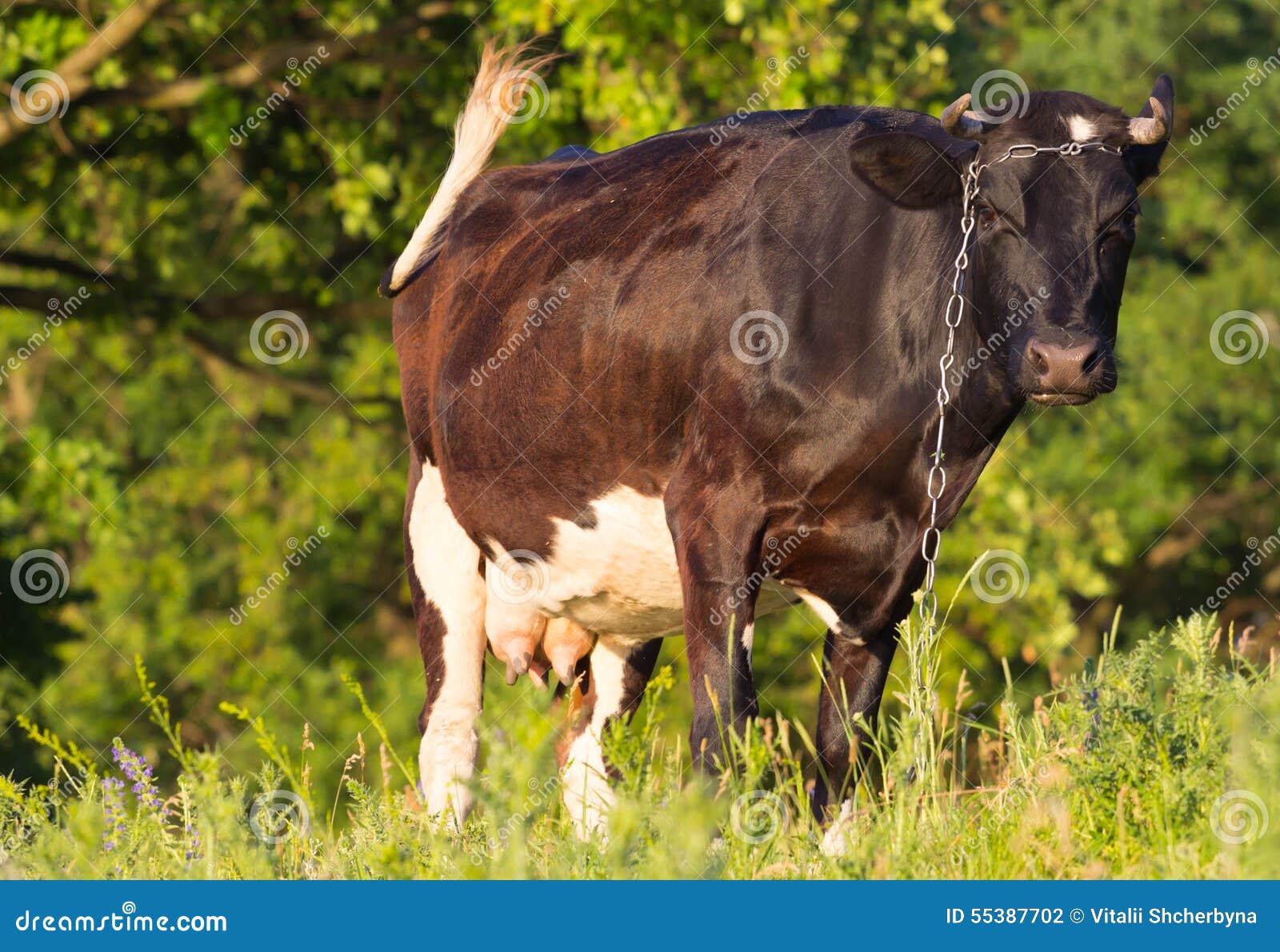Vaca preta foto de stock. Imagem de vaca, céu, cena, pasto - 55387702