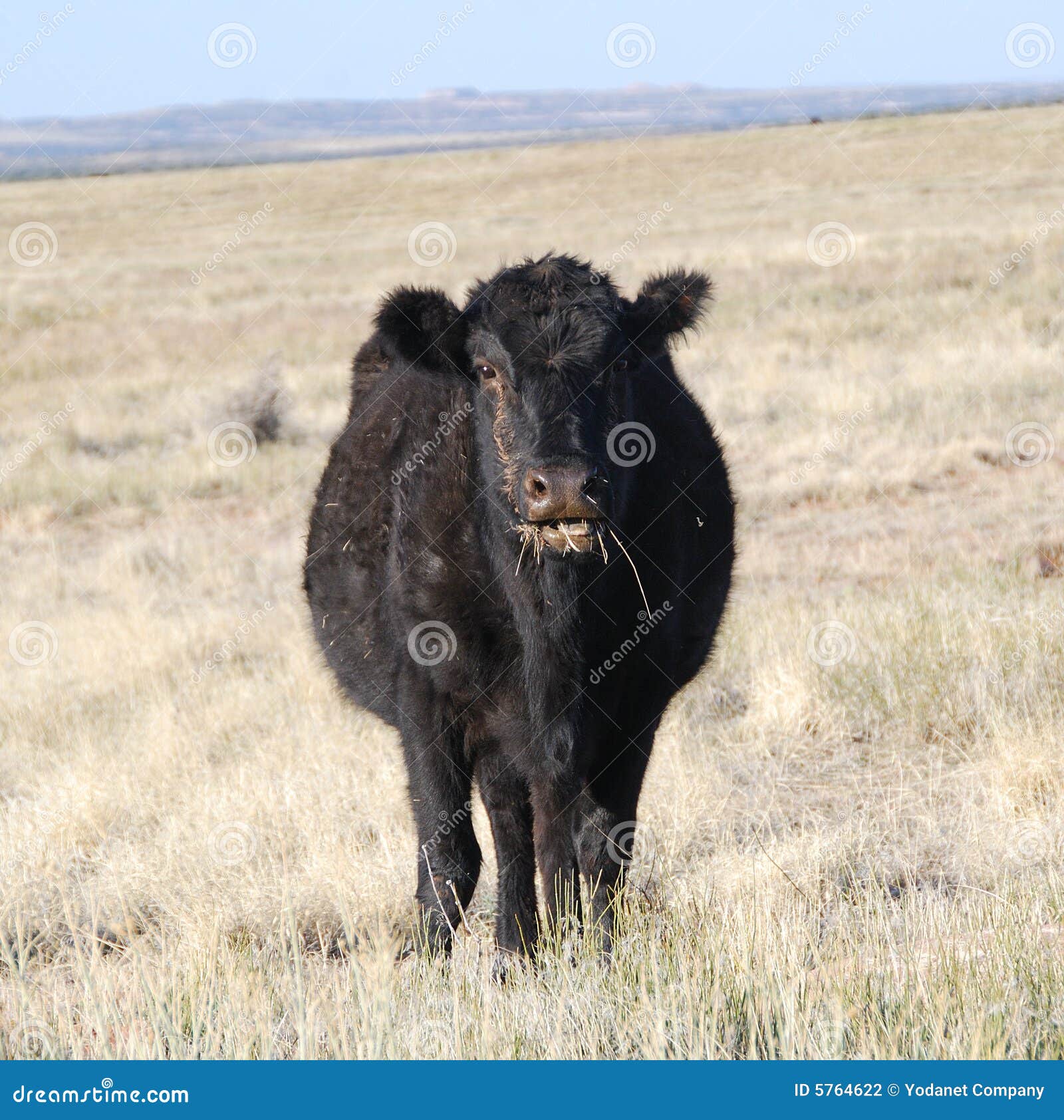 Vaca Preta Imagem. Imagem: 5764622