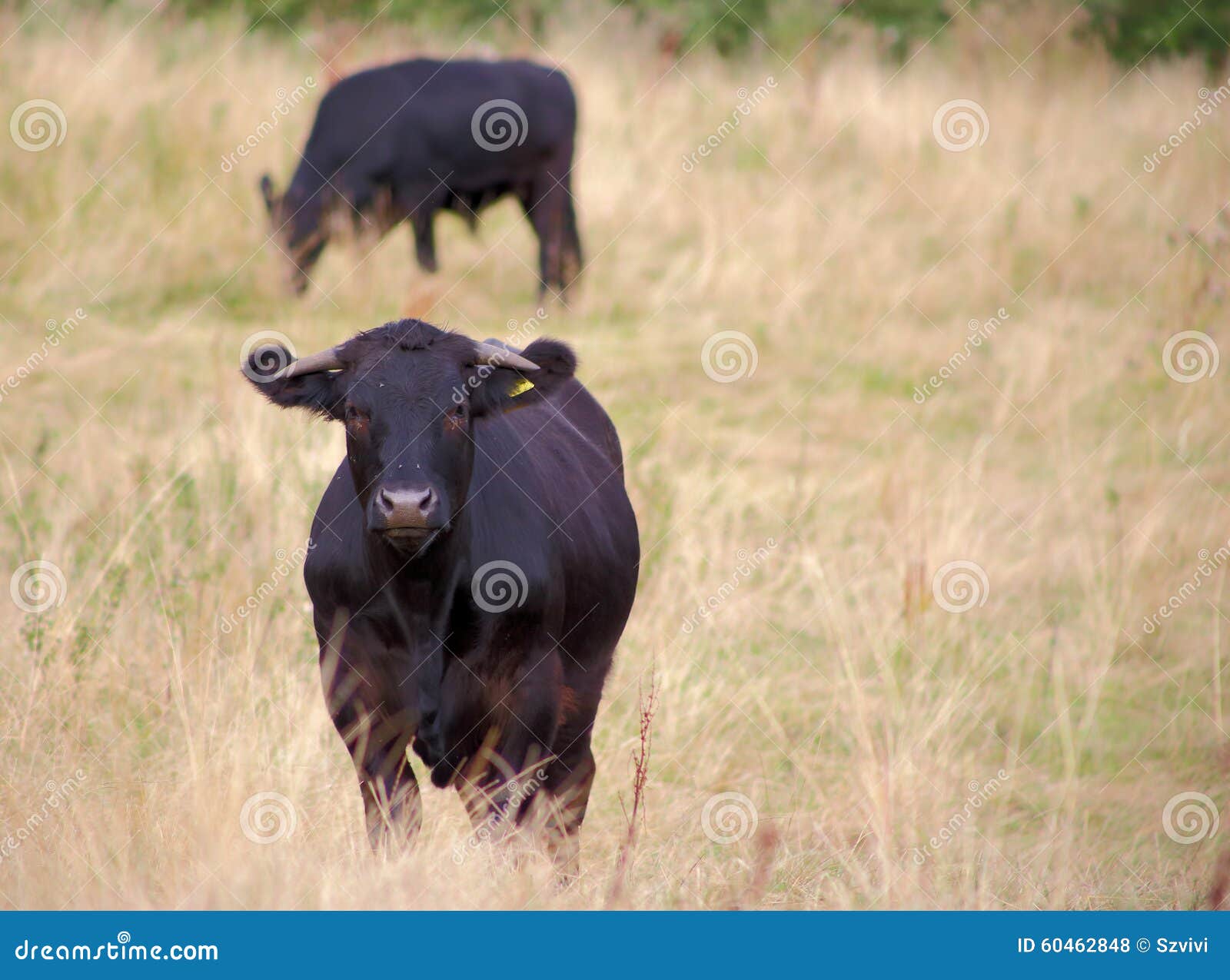 Vaca preta foto de stock. Imagem de prado, vaca, campo - 60462848