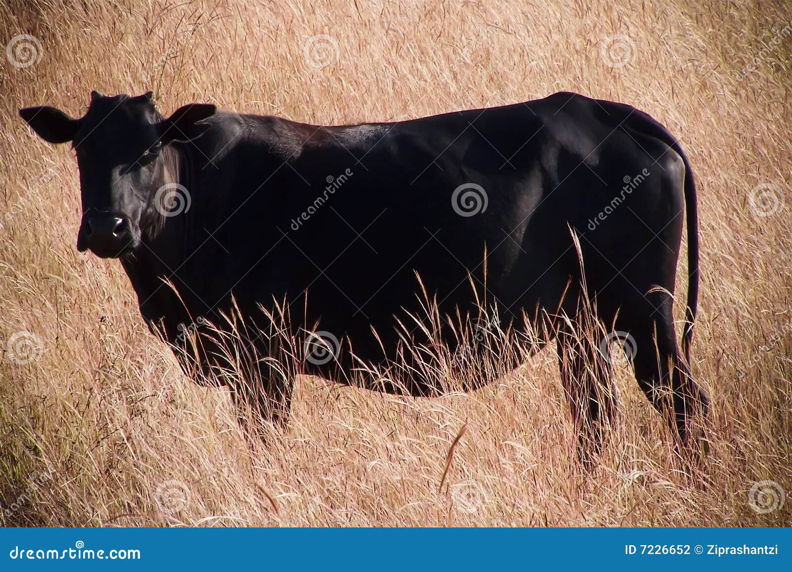 A vaca preta foto de stock. Imagem de leite, fêmea, fazenda - 7226652
