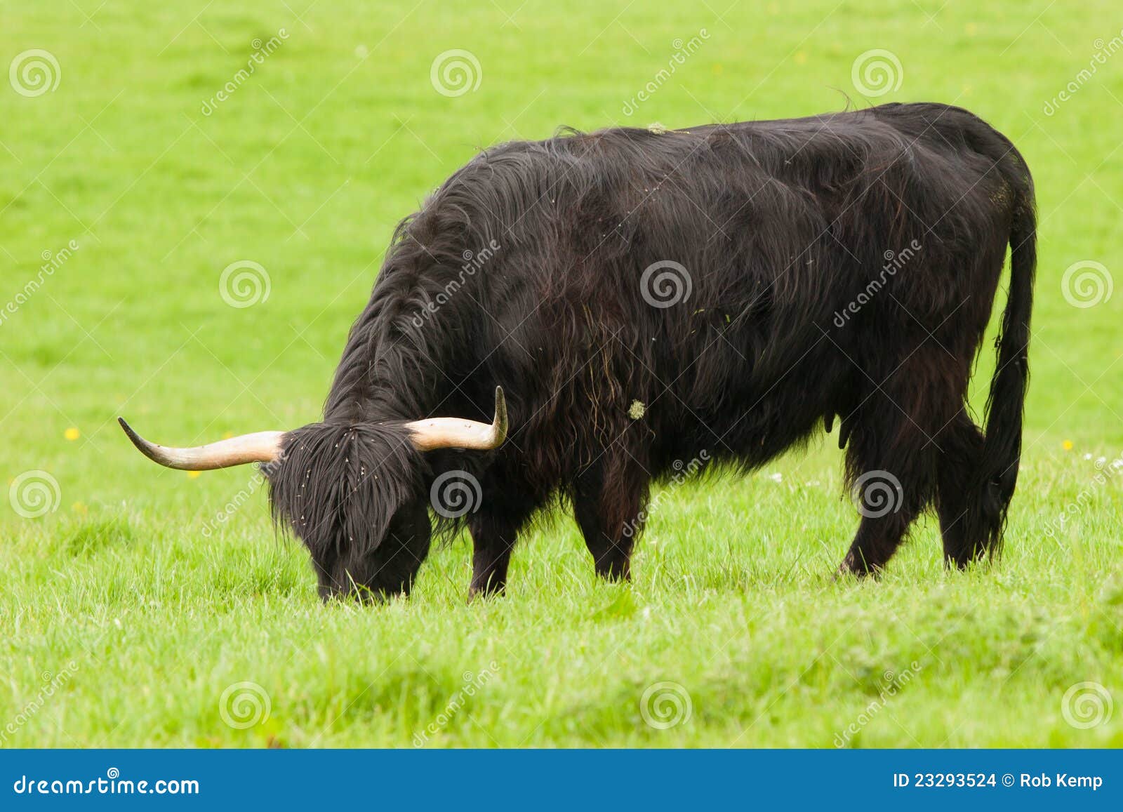 Vaca Preta Das Montanhas Com As Moscas Que Pastam Foto de Stock ...