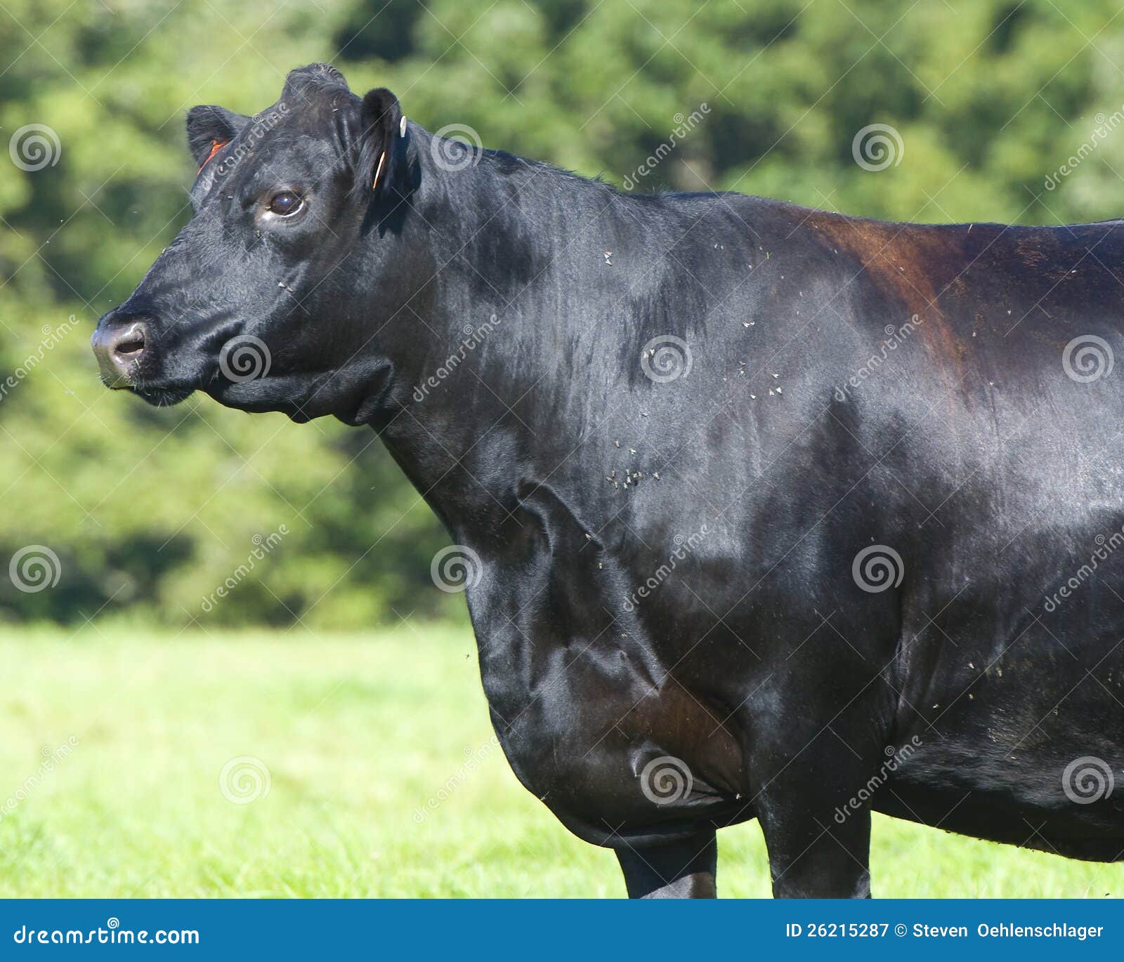 Vaca preta de Angus imagem de stock. Imagem de rebanho - 26215287