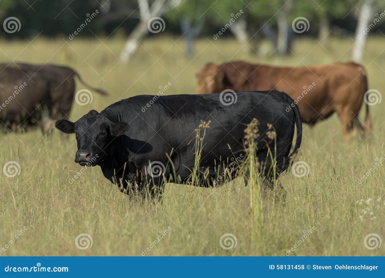 Vaca preta de Angus foto de stock. Imagem de fazenda - 58131458