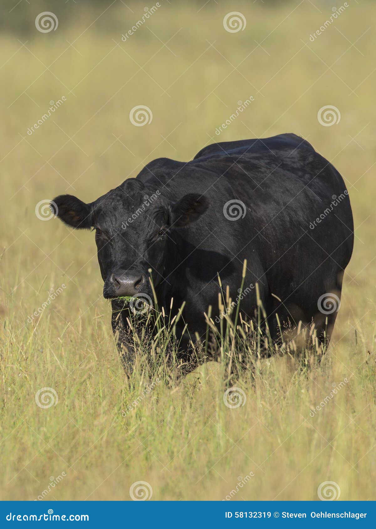 Vaca preta de Angus imagem de stock. Imagem de preto - 58132319