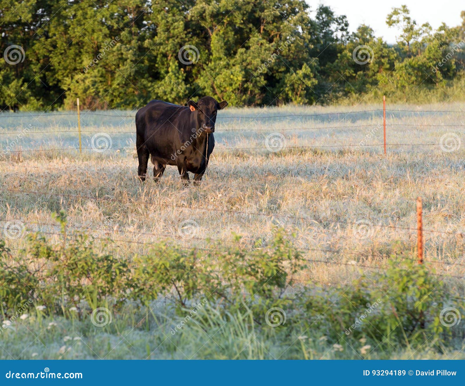 Vaca Preta De Angus Que Pasta Em Oklahoma Imagem de Stock - Imagem de ...