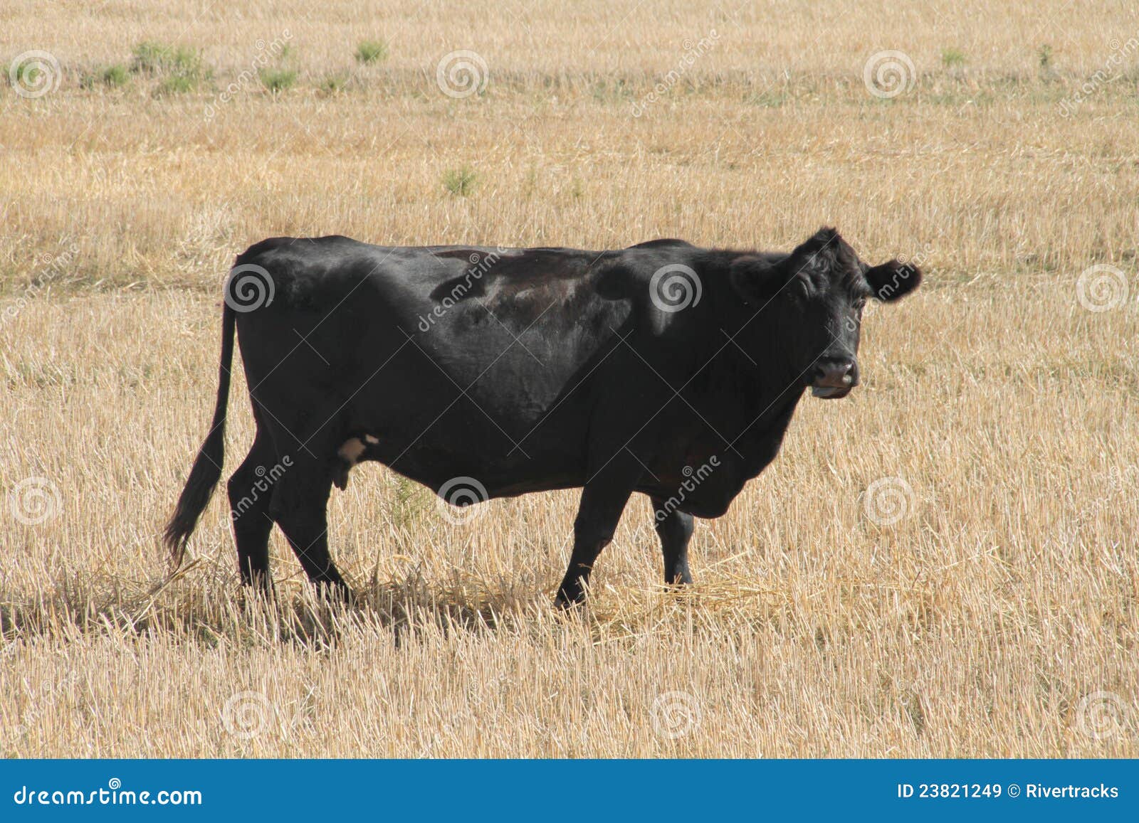 Vaca Preta De Drakensberger Imagem de Stock - Imagem de gado, vaca ...