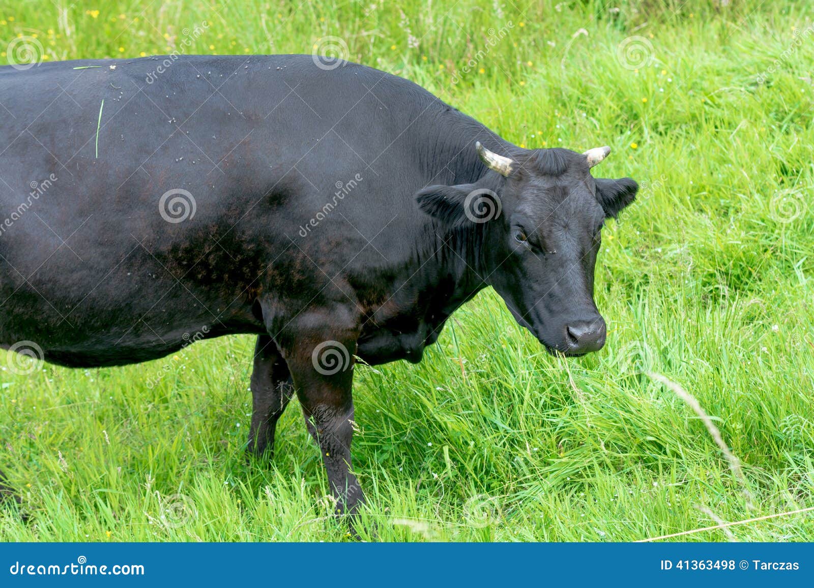 Vaca Preta Em Um Pasto Verde Foto de Stock - Imagem de rural, vaca ...