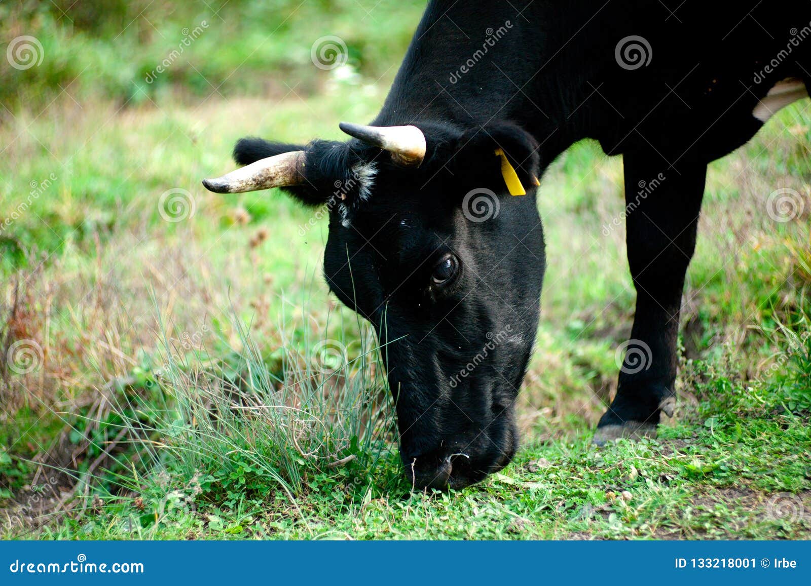 Vaca Preta Que Come a Grama Verde Imagem de Stock - Imagem de pastar ...