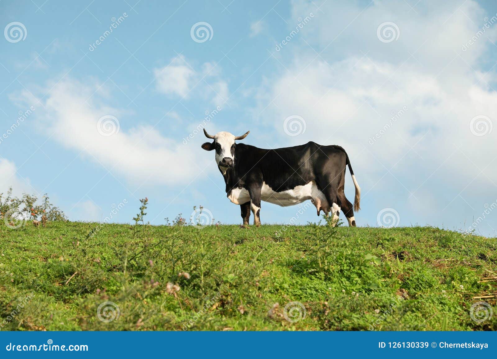 Vaca Preta Que Pasta No Pasto Verde Imagem de Stock - Imagem de prado ...