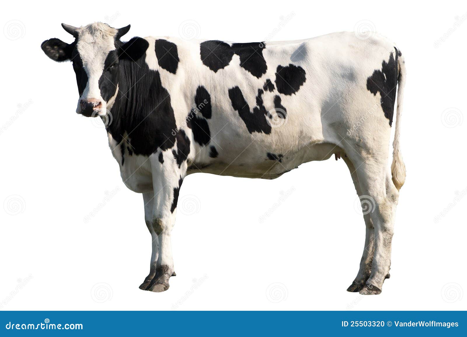 Vaca preto e branco foto de stock. Imagem de terra, leiteria - 25503320