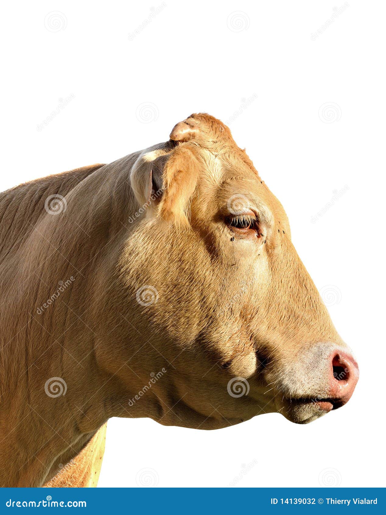 2,567 Perfil De La Vaca Fotos de stock - Fotos libres de regalías de ...