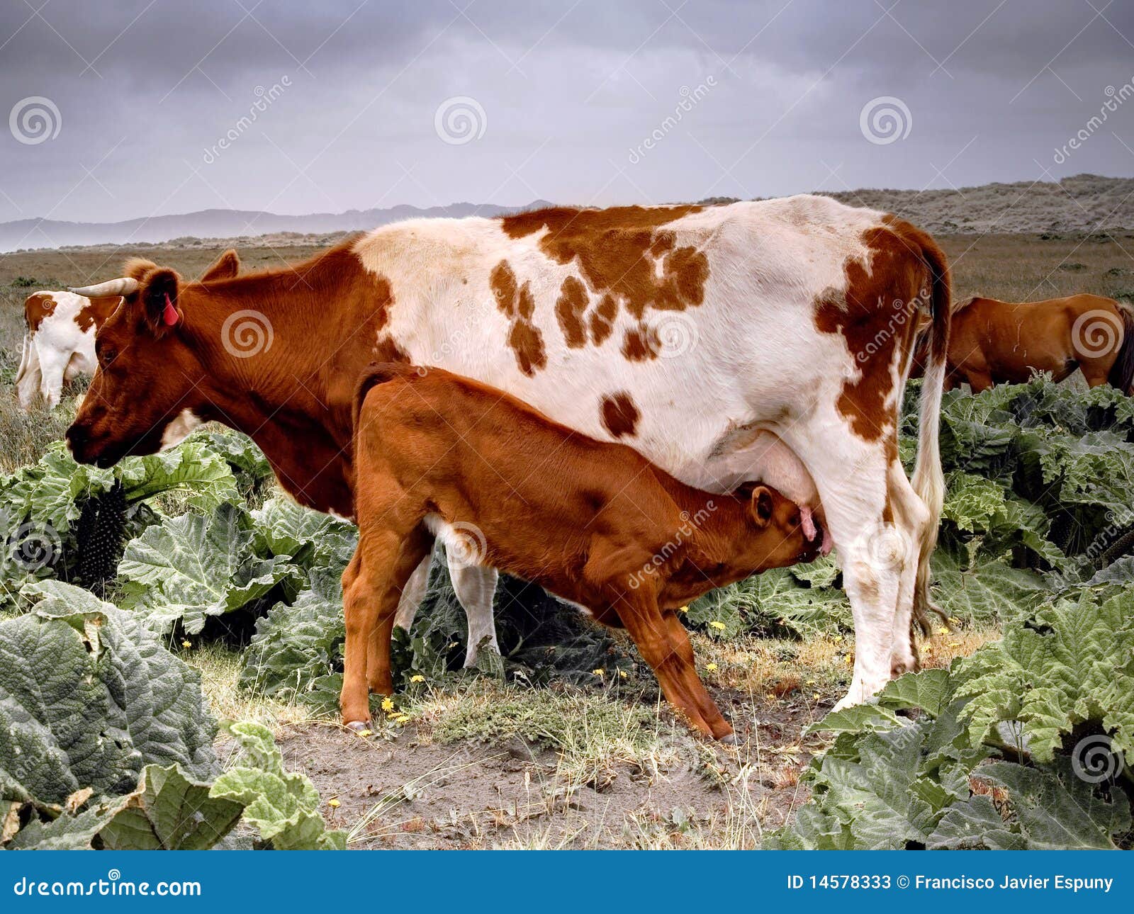 Vaca Que Amamanta Un Becerro Imagen de archivo - Imagen de animal ...