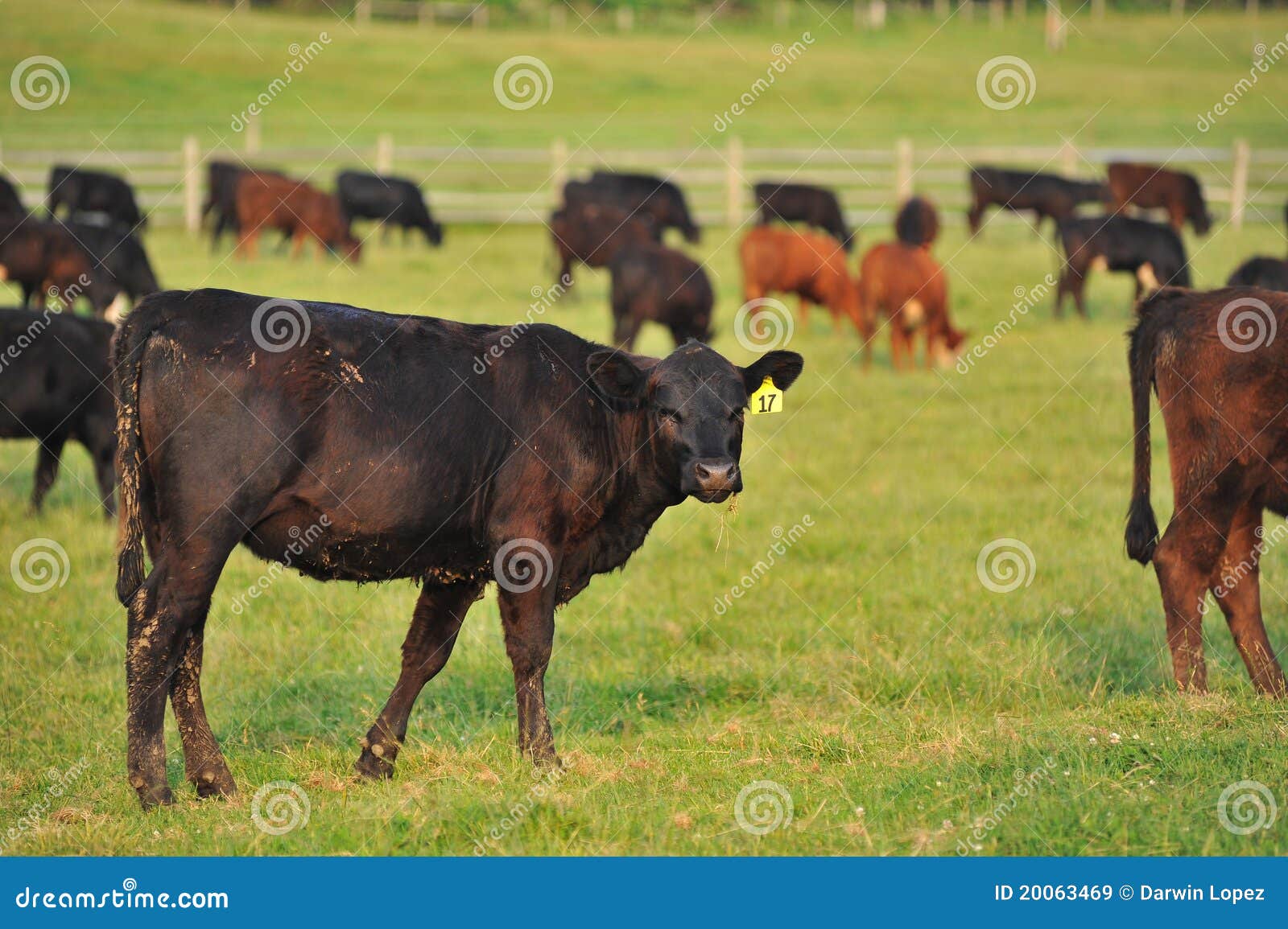 Vaca que come a grama imagem de stock. Imagem de fazenda - 20063469