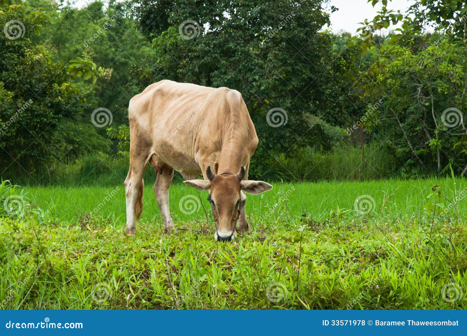 Vaca que come a grama foto de stock. Imagem de beleza - 33571978