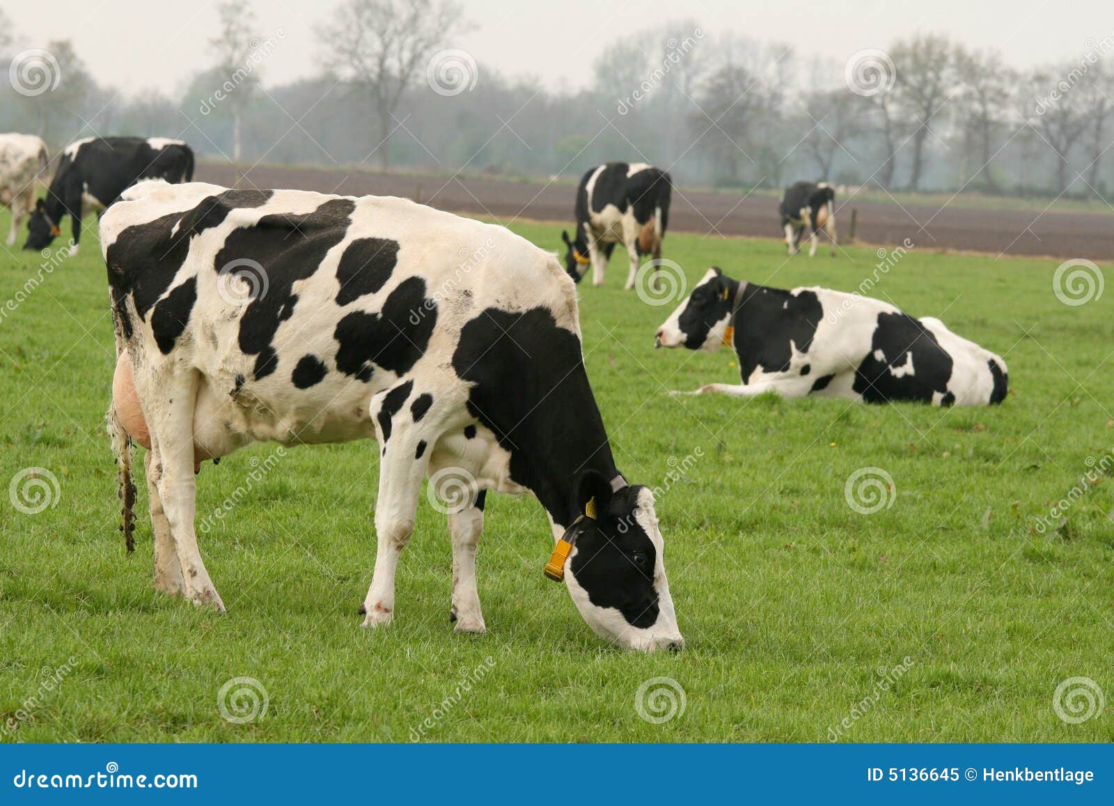 Vaca que come a grama imagem de stock. Imagem de fazenda - 5136645