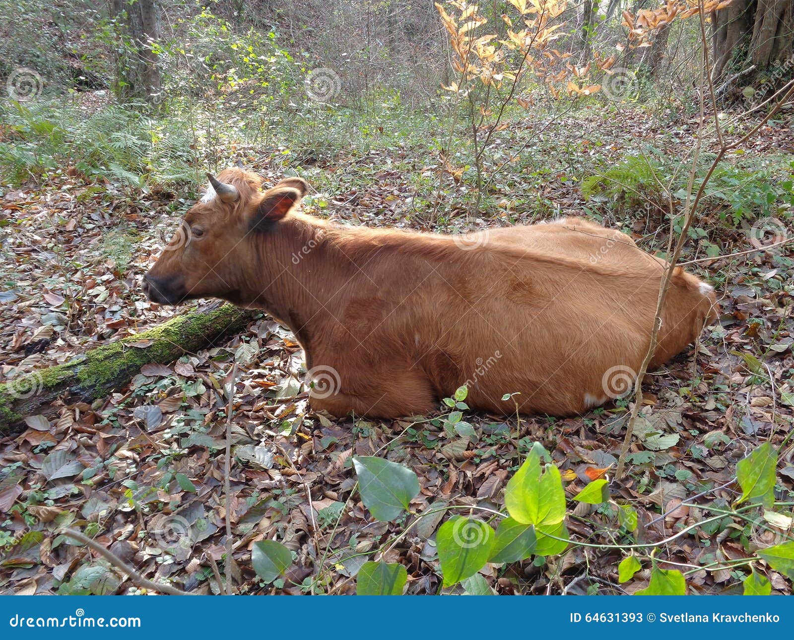 Vaca Que Descansa En Un Claro Del Bosque Imagen de archivo - Imagen de ...