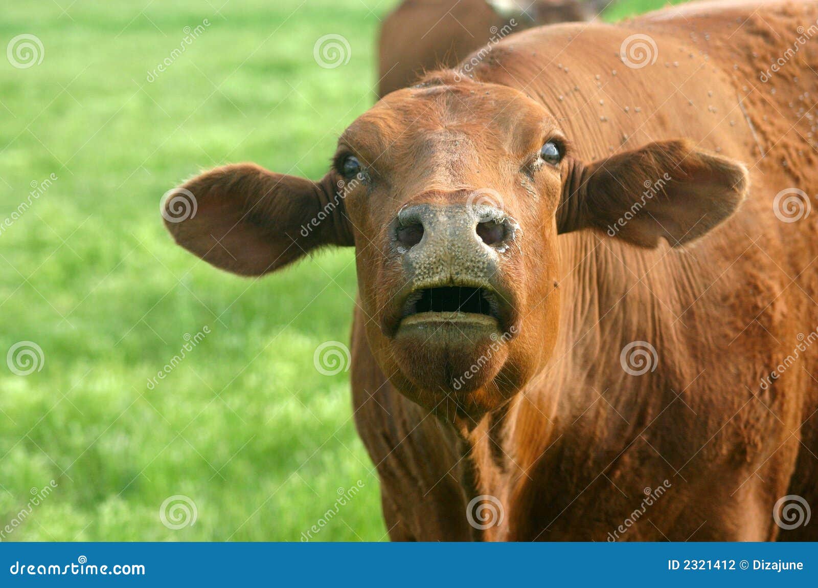 Vaca que grita foto de archivo. Imagen de rancho, hambriento - 2321412
